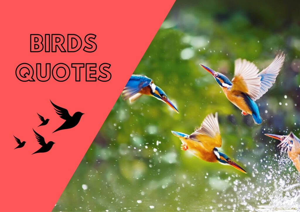 100+ Birds Quotes - Shayari Baba