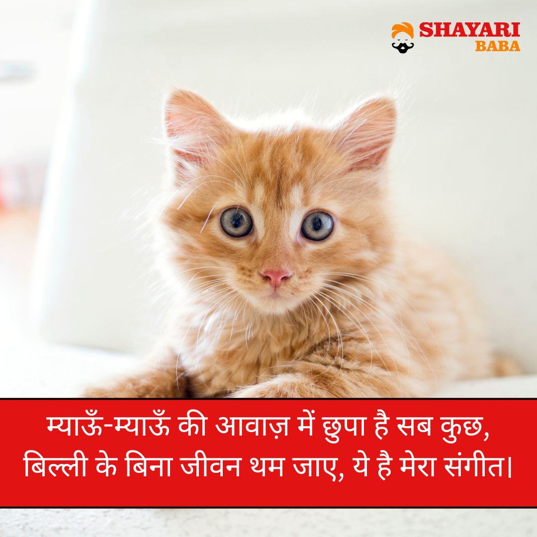 100+ Cat Lover Shayari in Hindi - Shayari Baba