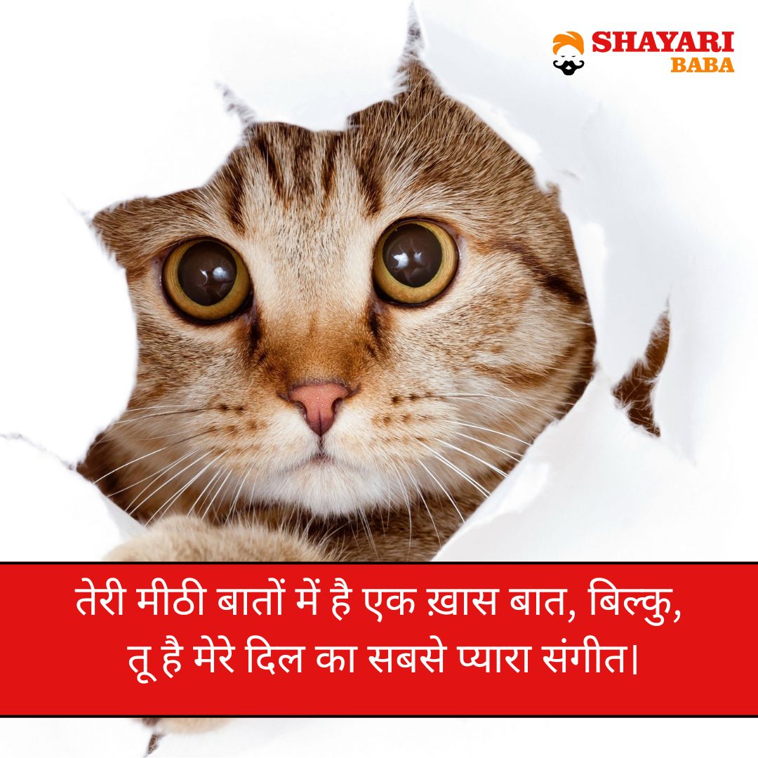 100+ Cat Lover Shayari in Hindi - Shayari Baba