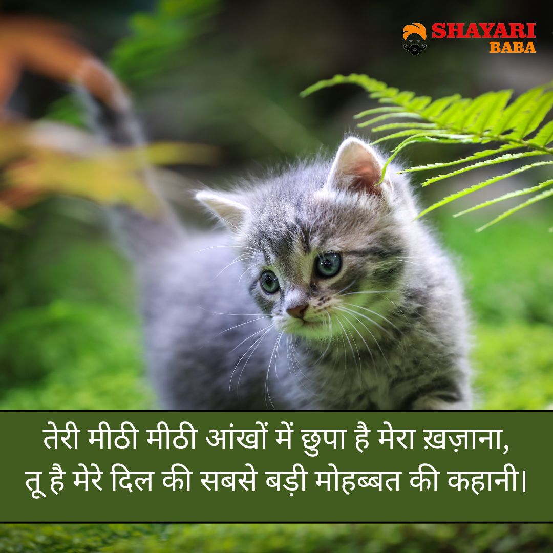 100+ Cat Lover Shayari in Hindi - Shayari Baba