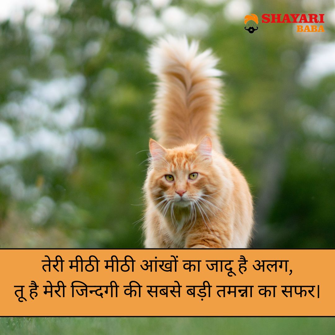 100+ Cat Lover Shayari in Hindi - Shayari Baba